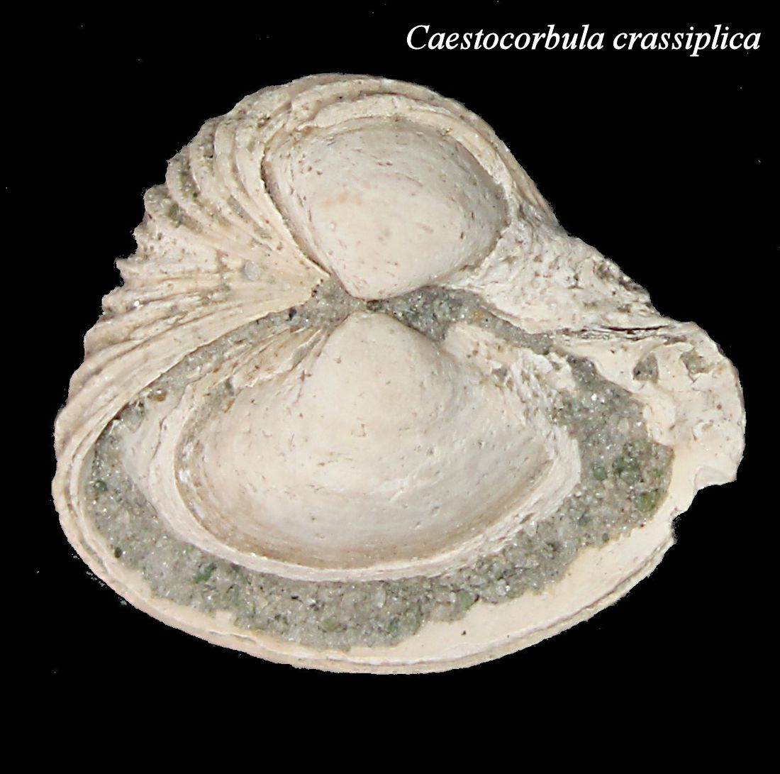 Gastropods and Clams