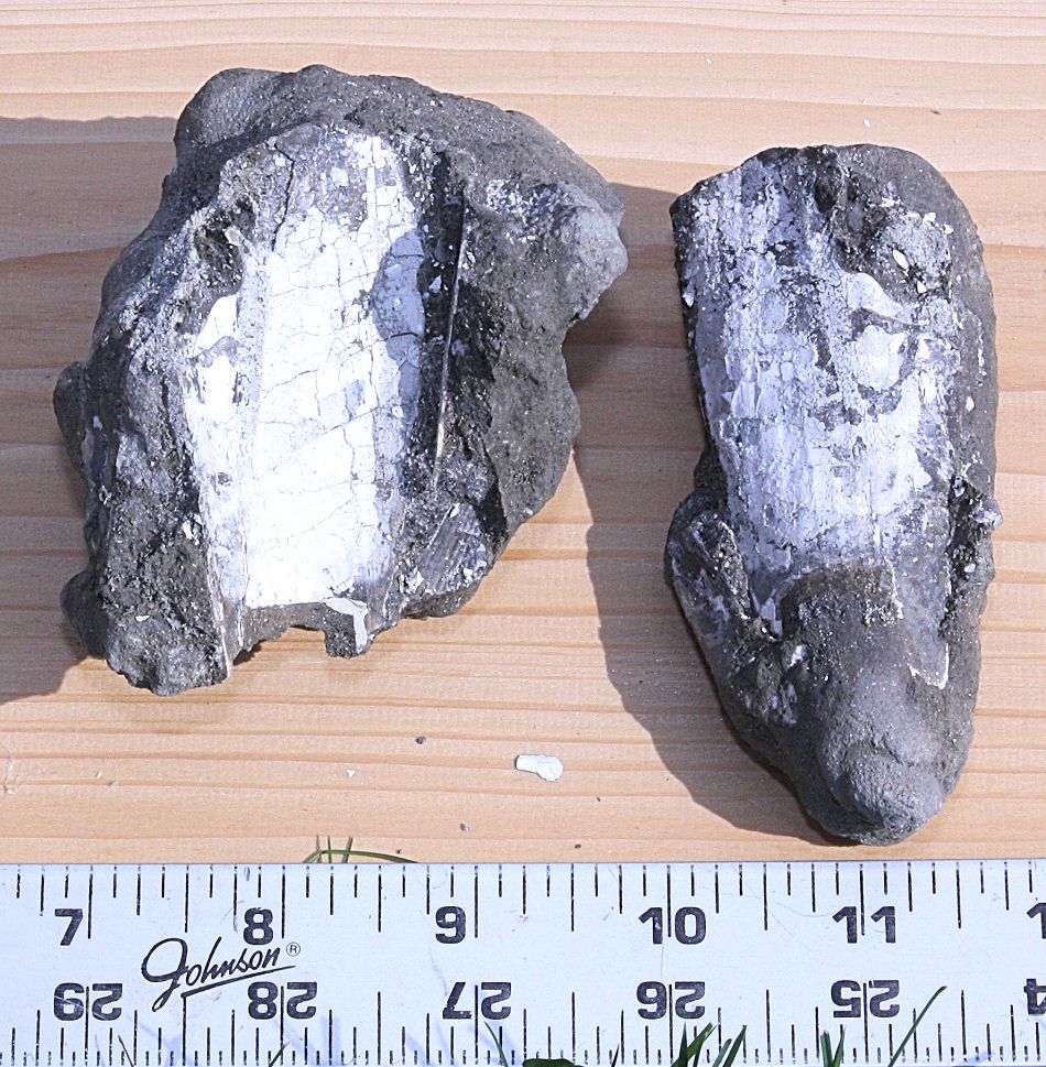 Gastropods and Clams