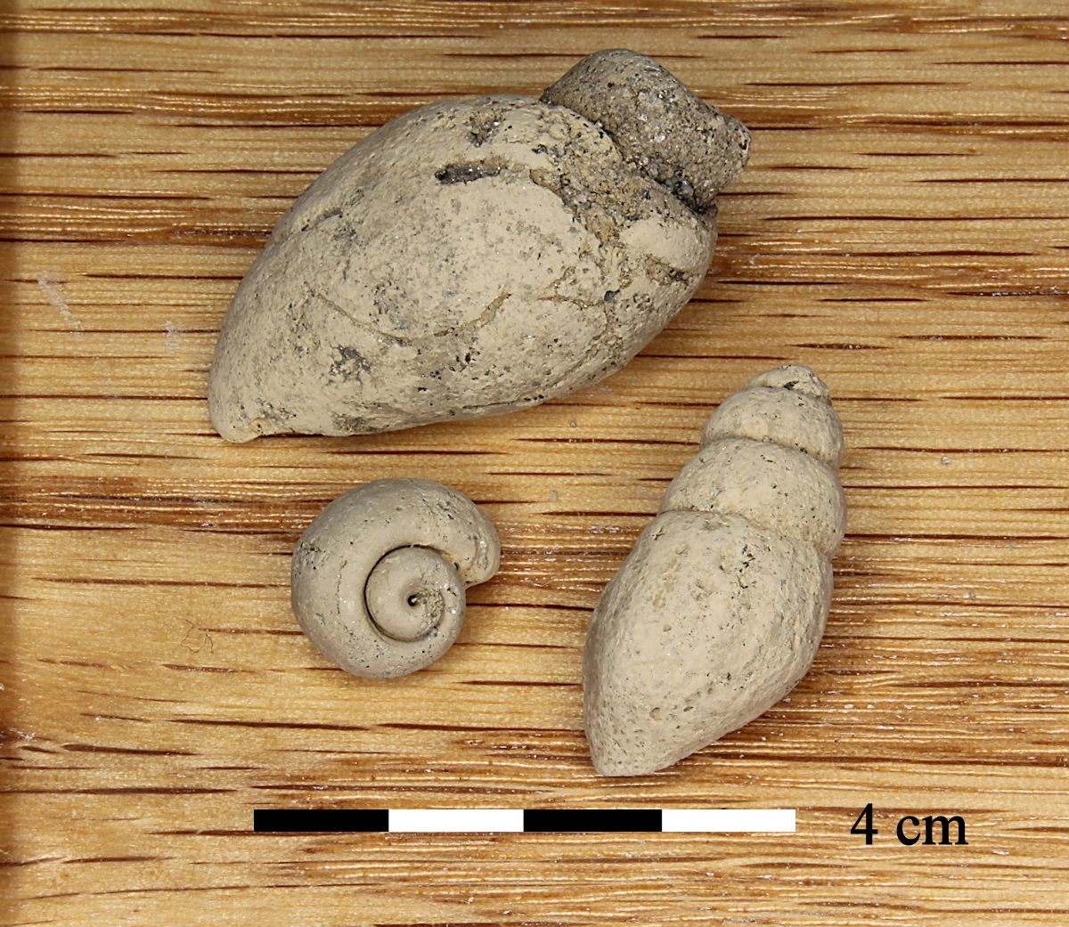 Gastropods and Clams