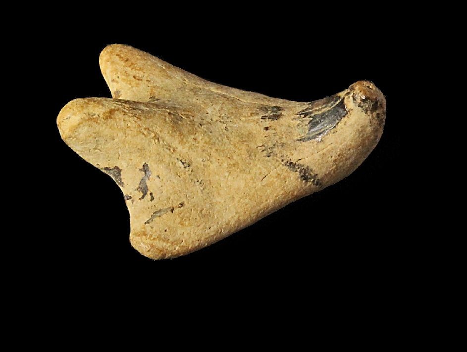 Hybodont shark, Hybodus sp.