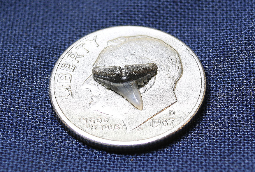 Extinct Sharpnose Shark, Physogaleus secundus