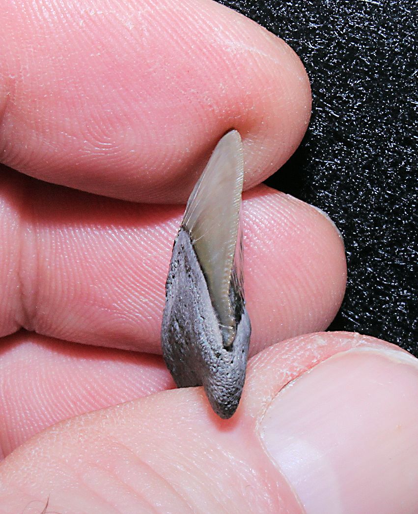 Crow Shark, Squalicorax