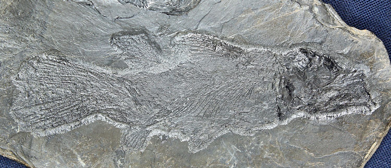 Coelacanth